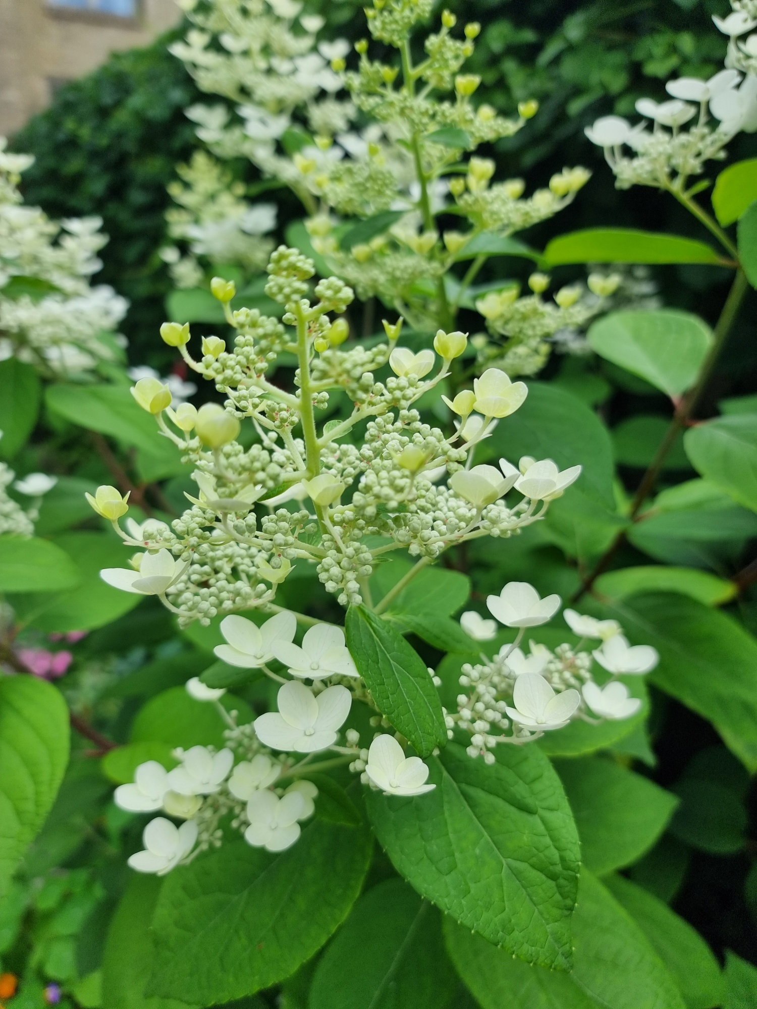 Hydrangea Pruning – A Simple Guide » Nicola's Garden Art Inc.